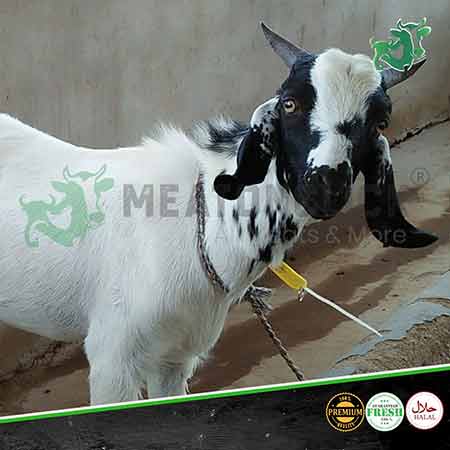 Pakistani / Indian Medium Goat – Meat On Click